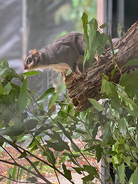 Gallery - www.koalagardens.com.au